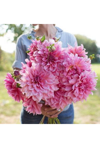 Nandina Botanik 3 Adet Yıldız Çiçeği Soğanı ( Dahlıa Yumrusu) Dev Pembe Nandina Botanik 3 Adet Yıldız Çiçeği Soğanı ( Dahlıa Yumrusu) Dev Pembe