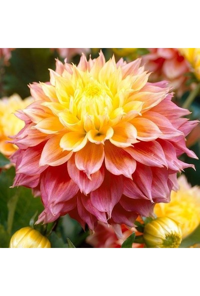 Nandina Botanik 3 Adet Yıldız Çiçeği Soğanı ( Dahlıa Yumrusu) Sarı Pembe Geçişli Nandina Botanik 3 Adet Yıldız Çiçeği Soğanı ( Dahlıa Yumrusu) Sarı Pembe Geçişli