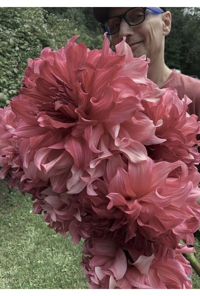 Nandina Botanik 3 Adet Yıldız Çiçeği Soğanı ( Dahlıa Yumrusu) Dev Gülkurusu Nandina Botanik 3 Adet Yıldız Çiçeği Soğanı ( Dahlıa Yumrusu) Dev Gülkurusu