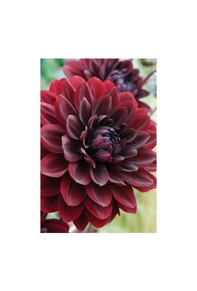 Nandina Botanik 3 Adet Yıldız Çiçeği Soğanı ( Dahlıa Yumrusu) Kadife Bordo