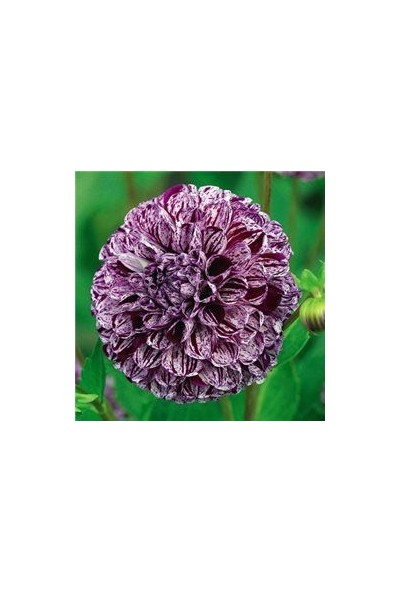 Nandina Botanik 3 Adet Yıldız Çiçeği Soğanı ( Dahlıa Yumrusu) Kırçıllı Mor Nandina Botanik 3 Adet Yıldız Çiçeği Soğanı ( Dahlıa Yumrusu) Kırçıllı Mor