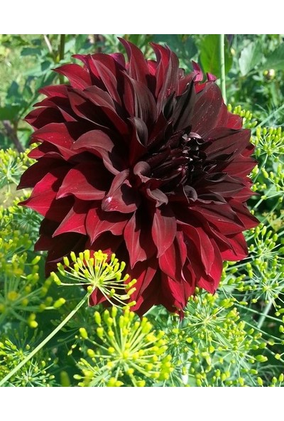 Nandina Botanik 3 Adet Yıldız Çiçeği Soğanı ( Dahlıa Yumrusu) Koyu Bordo