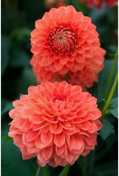 Nandina Botanik 3 Adet Yıldız Çiçeği Soğanı ( Dahlıa Yumrusu) Soft Turuncu