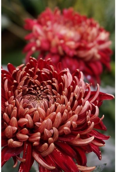 Nandina Botanik 3 Adet Yıldız Çiçeği Soğanı ( Dahlıa Yumrusu) Dev Kiremit Rengi