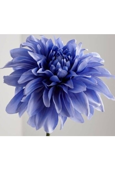 Nandina Botanik 3 Adet Yıldız Çiçeği Soğanı ( Dahlıa Yumrusu) Soft Mavi