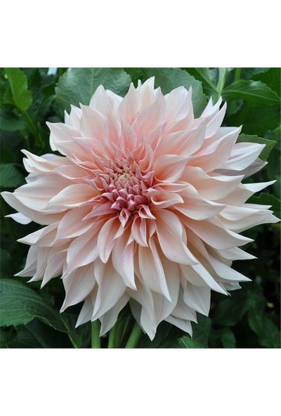 Nandina Botanik 3 Adet Yıldız Çiçeği Soğanı ( Dahlıa Yumrusu) Dev Pudra