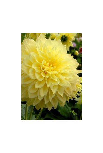 Nandina Botanik 3 Adet Yıldız Çiçeği Soğanı ( Dahlıa Yumrusu) Soluk Sarı Nandina Botanik 3 Adet Yıldız Çiçeği Soğanı ( Dahlıa Yumrusu) Soluk Sarı