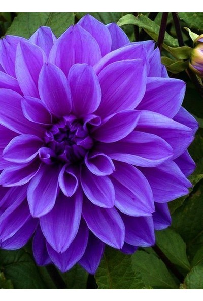 Nandina Botanik 3 Adet Yıldız Çiçeği Soğanı ( Dahlıa Yumrusu) Mat Eflatun Nandina Botanik 3 Adet Yıldız Çiçeği Soğanı ( Dahlıa Yumrusu) Mat Eflatun