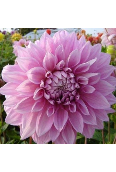 Nandina Botanik 3 Adet Yıldız Çiçeği Soğanı ( Dahlıa Yumrusu) Klasik Pembe Nandina Botanik 3 Adet Yıldız Çiçeği Soğanı ( Dahlıa Yumrusu) Klasik Pembe