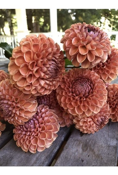 Nandina Botanik 3 Adet Yıldız Çiçeği Soğanı ( Dahlıa Yumrusu) Dev Toprak Rengi Nandina Botanik 3 Adet Yıldız Çiçeği Soğanı ( Dahlıa Yumrusu) Dev Toprak Rengi