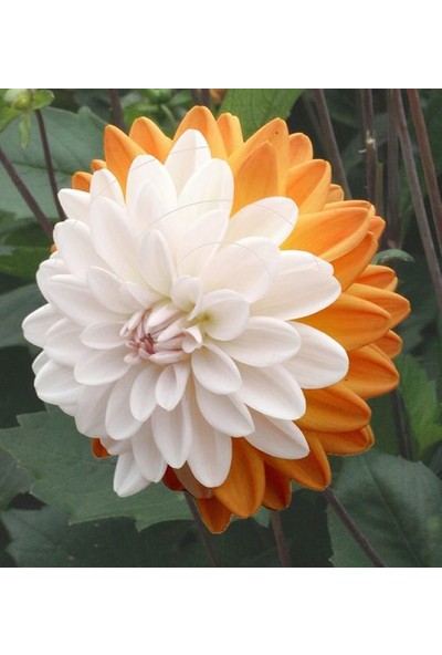 Nandina Botanik 3 Adet Yıldız Çiçeği Soğanı ( Dahlıa Yumrusu) Pastel Turuncu Beyaz Nandina Botanik 3 Adet Yıldız Çiçeği Soğanı ( Dahlıa Yumrusu) Pastel Turuncu Beyaz