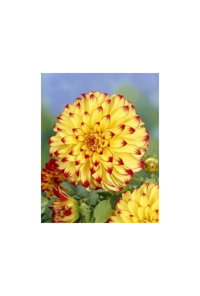 Nandina Botanik 3 Adet Yıldız Çiçeği Soğanı ( Dahlıa Yumrusu) Turuncu Uçlu Sarı Nandina Botanik 3 Adet Yıldız Çiçeği Soğanı ( Dahlıa Yumrusu) Turuncu Uçlu Sarı