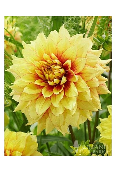 Nandina Botanik 3 Adet Yıldız Çiçeği Soğanı ( Dahlıa Yumrusu) Turunçu Içli Sarı Nandina Botanik 3 Adet Yıldız Çiçeği Soğanı ( Dahlıa Yumrusu) Turunçu Içli Sarı