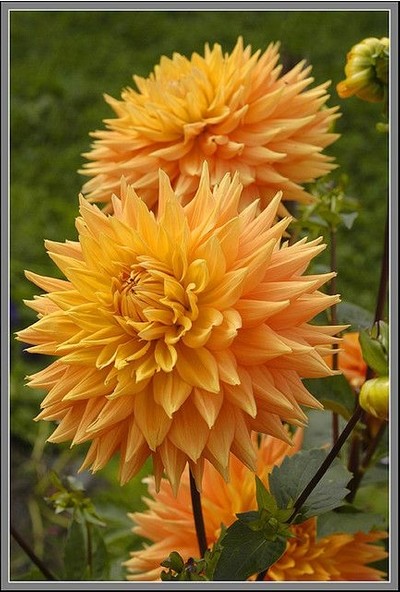 Nandina Botanik 3 Adet Yıldız Çiçeği Soğanı ( Dahlıa Yumrusu) Pastel Turuncu Nandina Botanik 3 Adet Yıldız Çiçeği Soğanı ( Dahlıa Yumrusu) Pastel Turuncu