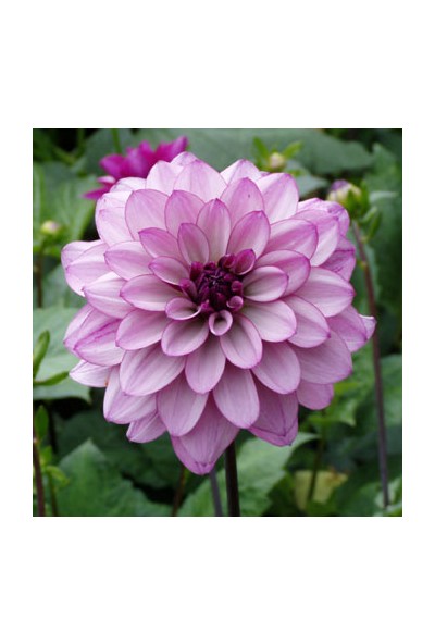 Nandina Botanik 3 Adet Yıldız Çiçeği Soğanı ( Dahlıa Yumrusu) Berrak Lila