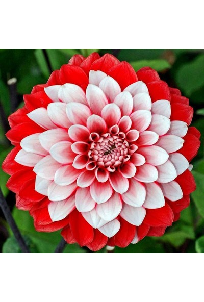 Nandina Botanik 3 Adet Yıldız Çiçeği Soğanı ( Dahlıa Yumrusu) Kırmızı Beyaz Nandina Botanik 3 Adet Yıldız Çiçeği Soğanı ( Dahlıa Yumrusu) Kırmızı Beyaz