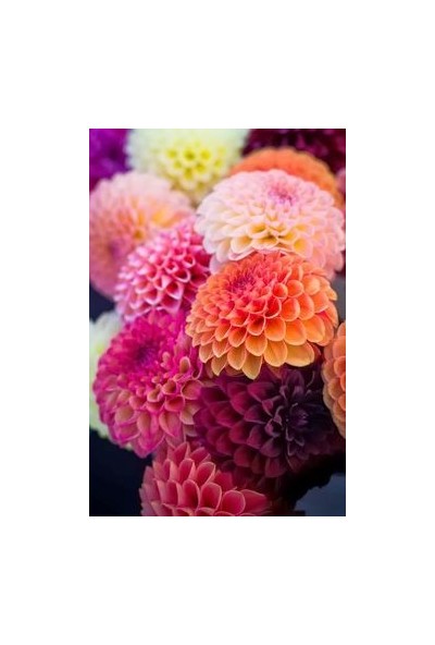 Nandina Botanik Yıldız Çiçeği Soğanı ( Dahlıa Yumrusu) 5 Adet Karışık Pembe Tonlar Nandina Botanik Yıldız Çiçeği Soğanı ( Dahlıa Yumrusu) 5 Adet Karışık Pembe Tonlar