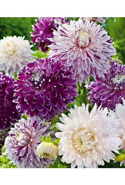 Nandina Botanik Yıldız Çiçeği Soğanı ( Dahlıa Yumrusu) 5 Adet Kırçıllı Karışık