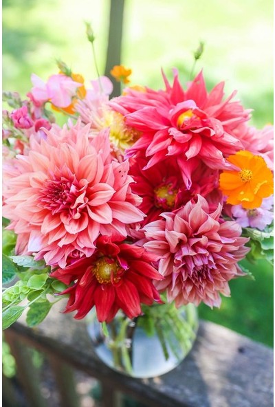 Nandina Botanik Yıldız Çiçeği Soğanı ( Dahlıa Yumrusu) 5 Adet Açık ve Koyu Pembe Nandina Botanik Yıldız Çiçeği Soğanı ( Dahlıa Yumrusu) 5 Adet Açık ve Koyu Pembe