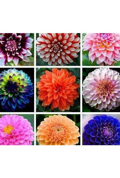 Nandina Botanik Yıldız Çiçeği Soğanı ( Dahlıa Yumrusu) 9 Adet Karışık