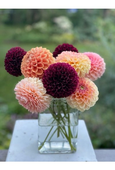 Nandina Botanik Yıldız Çiçeği Soğanı ( Dahlıa Yumrusu) 5 Adet Ponpon Karışık