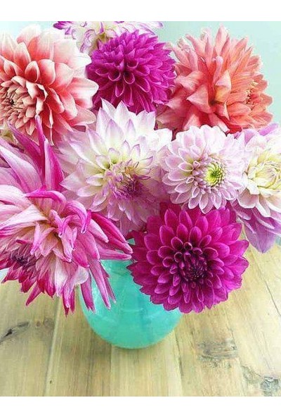 Nandina Botanik Yıldız Çiçeği Soğanı ( Dahlıa Yumrusu) 5 Adet Karma Nandina Botanik Yıldız Çiçeği Soğanı ( Dahlıa Yumrusu) 5 Adet Karma