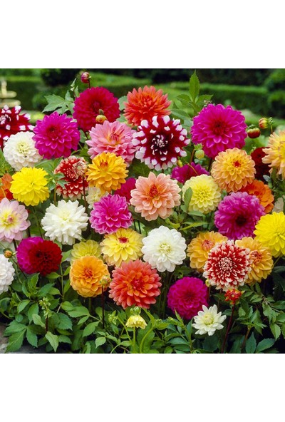 Nandina Botanik Yıldız Çiçeği Soğanı ( Dahlıa Yumrusu) 10 Adet Ebruli Pastel Karışık Nandina Botanik Yıldız Çiçeği Soğanı ( Dahlıa Yumrusu) 10 Adet Ebruli Pastel Karışık