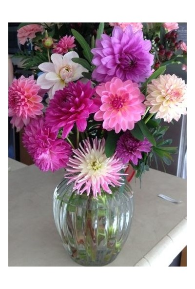 Nandina Botanik Yıldız Çiçeği Soğanı ( Dahlıa Yumrusu) 5 Adet Soft Karışık Nandina Botanik Yıldız Çiçeği Soğanı ( Dahlıa Yumrusu) 5 Adet Soft Karışık