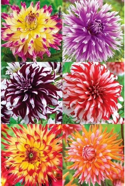 Nandina Botanik Yıldız Çiçeği Soğanı ( Dahlıa Yumrusu) 6 Adet Kırçıllı Ebruli Nandina Botanik Yıldız Çiçeği Soğanı ( Dahlıa Yumrusu) 6 Adet Kırçıllı Ebruli