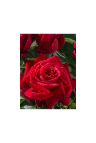 3 Adet Kırmızı ( Yediveren ) Gül Fidanı Tüplüdür 40 -50 cm Boy