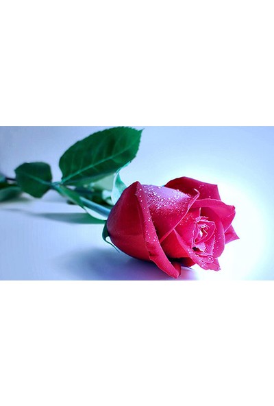 1 Adet Pembe ( Yediveren ) Gül Fidanı Tüplüdür 40 -50 cm Boy 1 Adet Pembe ( Yediveren ) Gül Fidanı Tüplüdür 40 -50 cm Boy