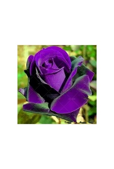 1 Adet Mor ( Yediveren ) Gül Fidanı Tüplüdür 40-50 cm Boy 1 Adet Mor ( Yediveren ) Gül Fidanı Tüplüdür 40-50 cm Boy