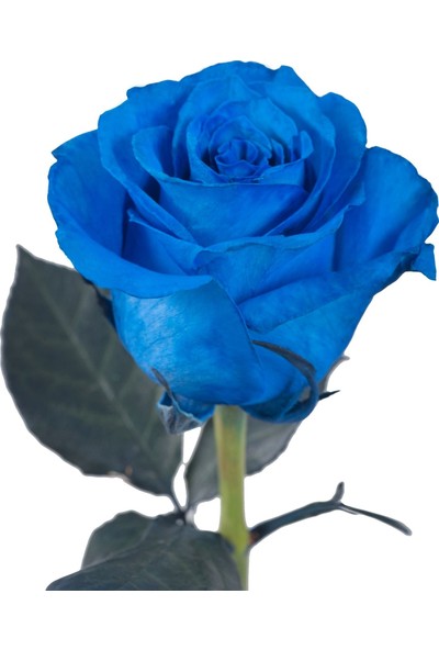 3 Adet Mavi ( Yediveren ) Gül Fidanı Tüplüdür 40-50 cm Boy