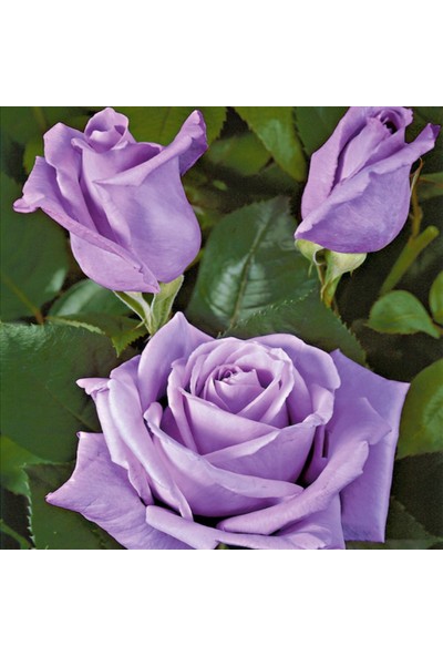 3 Adet Lila ( Yediveren ) Gül Fidanı Tüplüdür 40-50 cm Boy 3 Adet Lila ( Yediveren ) Gül Fidanı Tüplüdür 40-50 cm Boy
