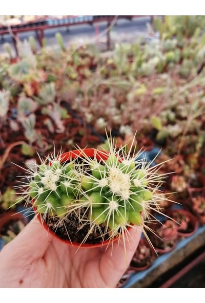 Ünal Kaktüs Echinocactus Grusonii 2li (Kaktüs)