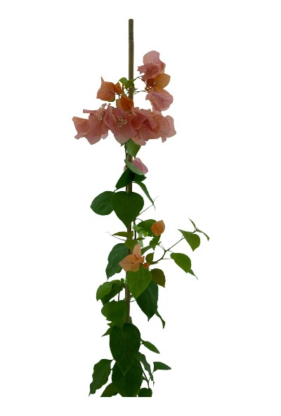 SERVET GARDEN Begonvil Turuncu (50-60CM)