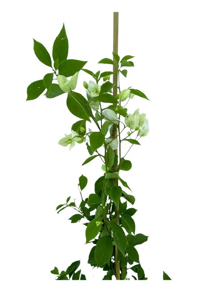 SERVET GARDEN Beyaz Begonvil Saksıda Sarmaşık 50-60CM SERVET GARDEN Beyaz Begonvil Saksıda Sarmaşık 50-60CM