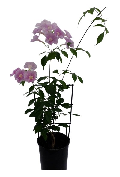 SERVET GARDEN Saksıda Pandora Yasemini (50-65CM)