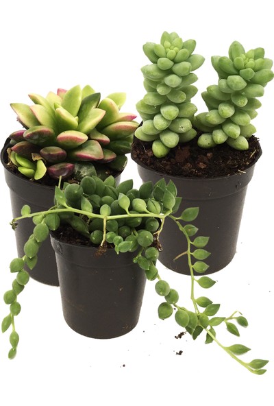 Levant Kaktüs Sukulent Seti Issel 3 Adet Bitki Levant Kaktüs Sukulent Seti Issel 3 Adet Bitki