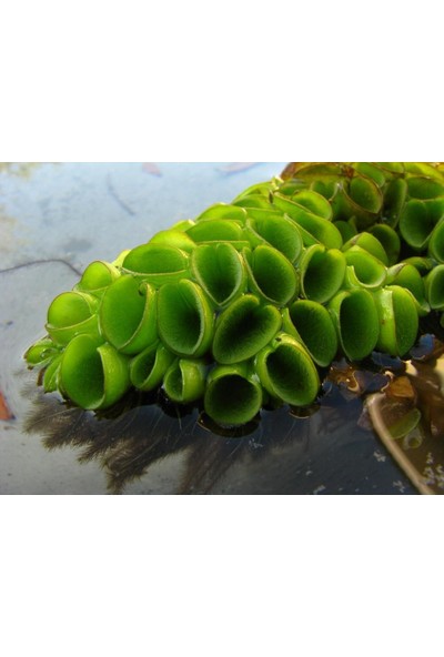 Akvaryum Bitkileri Salvinia Cuculatta 2 Kök Su Üstü Bitkisi Akvaryum Bitkileri Salvinia Cuculatta 2 Kök Su Üstü Bitkisi