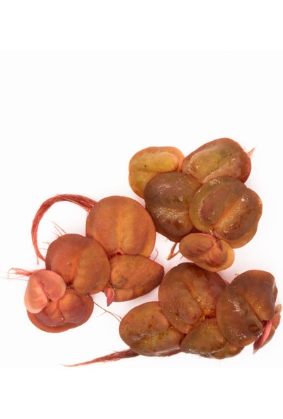 Woof Phylanthus Fluitans Red 3 Kök Özel Tür Su Üstü Bitkisi