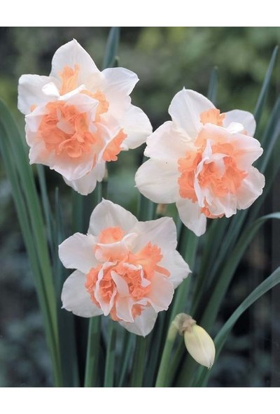 Lobelya Tohumculuk 5'li Beyaz Gül Kurusu Renkli Fırfırlı Nergis Çiçeği Soğanı Lobelya Tohumculuk 5'li Beyaz Gül Kurusu Renkli Fırfırlı Nergis Çiçeği Soğanı