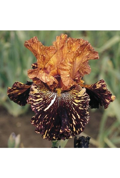 Lobelya Tohumculuk 2'li Ithal Nadir Çiçeği Soğanı Lobelya Tohumculuk 2'li Ithal Nadir Çiçeği Soğanı