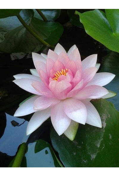 Lobelya Tohumculuk Özel Renkli Lotus Çiçeği Tohumu 5'li