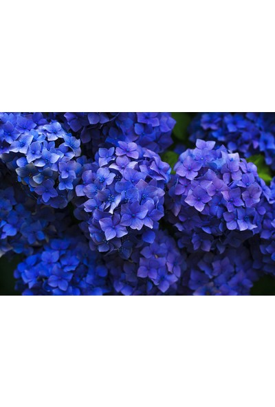 Çilek Diyarı 1 Adet Mavi Ortanca Fidanı Tüplüdür 30-40 cm Boy