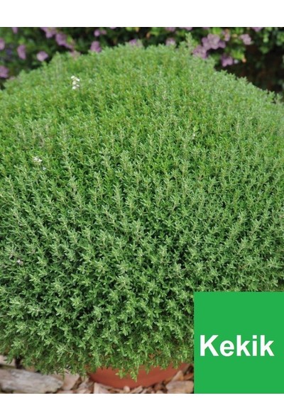 Çilek Diyarı 1 Adet Kekik Fidanı Tüplüdür