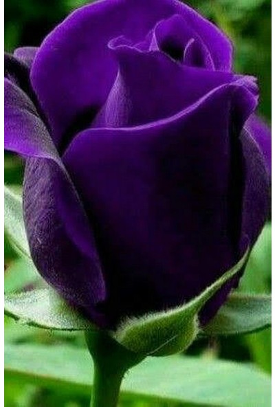 Ucuzluk Diyarı Mor ( Yediveren ) Gül Fidanı 3 Adet Tüplü 40-50 cm Boy Ucuzluk Diyarı Mor ( Yediveren ) Gül Fidanı 3 Adet Tüplü 40-50 cm Boy