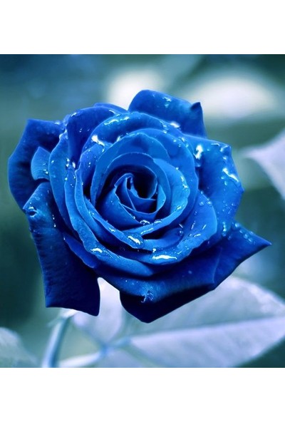 Ucuzluk Diyarı Mavi ( Yediveren ) Gül Fidanı 1 Adet Tüplü 40-50 cm Boy Ucuzluk Diyarı Mavi ( Yediveren ) Gül Fidanı 1 Adet Tüplü 40-50 cm Boy