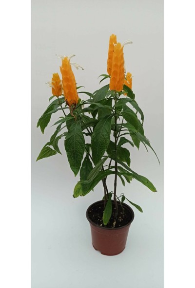 SERVET GARDEN Karides Çiçeği Kandil Çiçeği 30 40CM