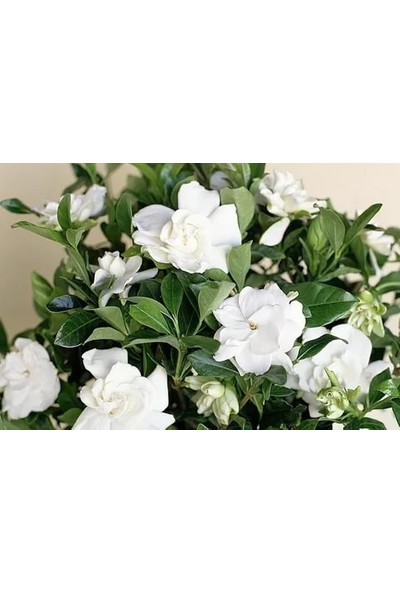 Rüzgar Botanik Gardenya Çiçeği Fidanı Saksılı 40 cm 60 cm